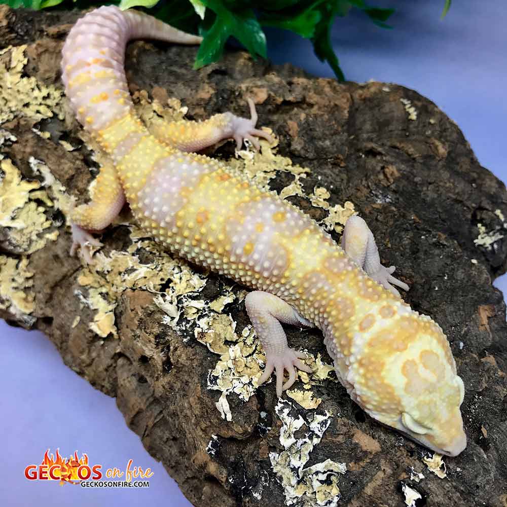 Tremper Albino leopard geckos for sale online | baby Albino gecko for sale