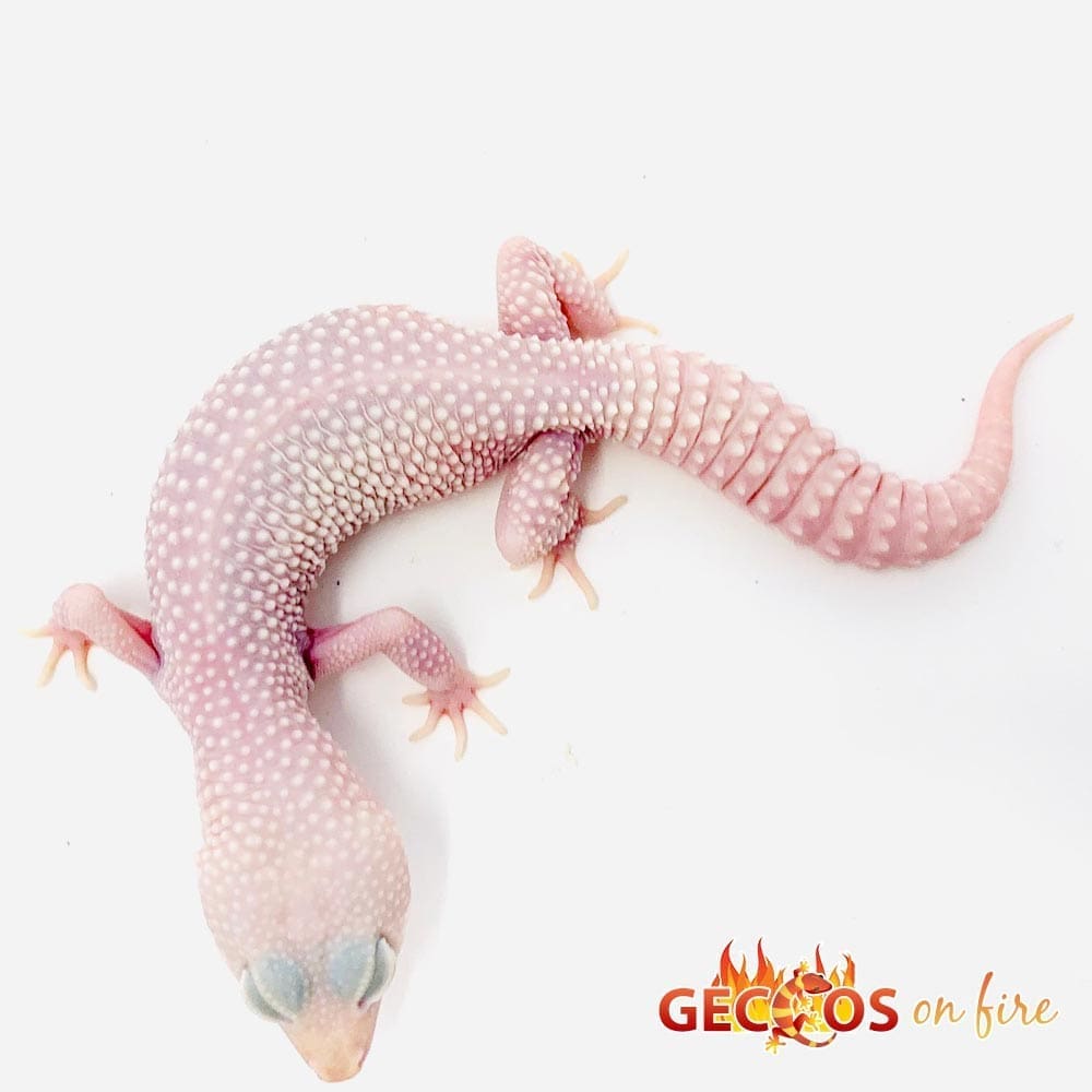 Diablo Blanco leopard gecko for sale | baby white gecko for sale Diablo