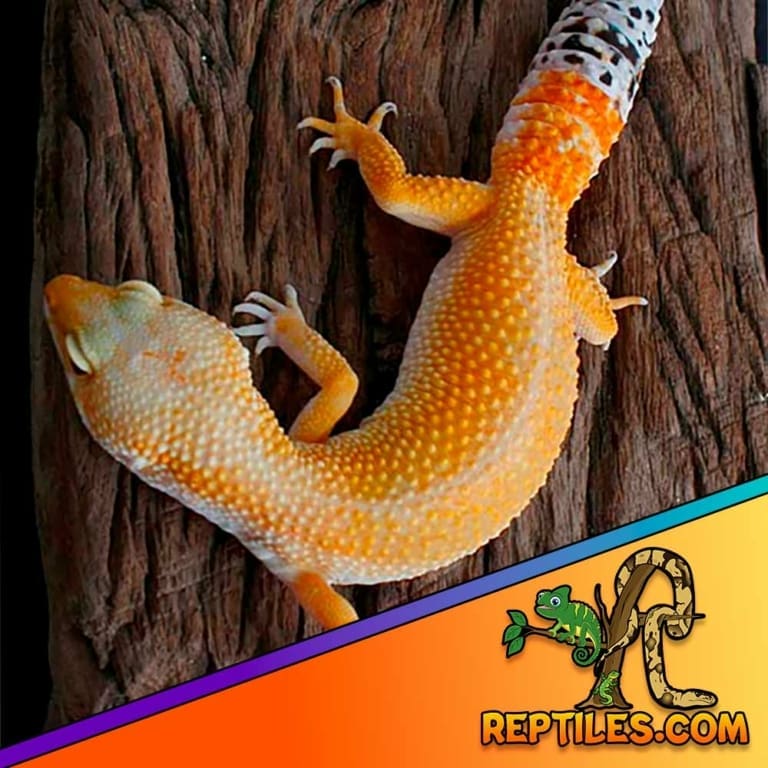 Hypomelanistic leopard gecko for sale | baby hypo leopard geckos