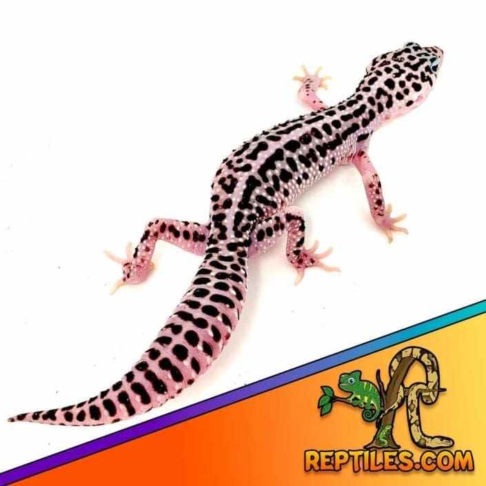 Leopard gecko morphs for sale | leopard gecko for sale online