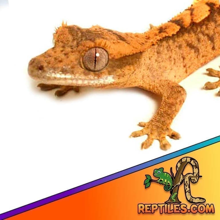 tiger crested gecko for sale | tiger crested geckos for sale near me