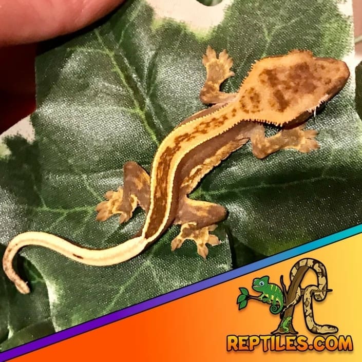 Orange Pinstripe crested gecko for sale | pinstripe crested geckos