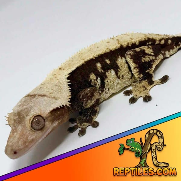 Chocolate Harlequin Crested geckos for sale | crested gecko morph
