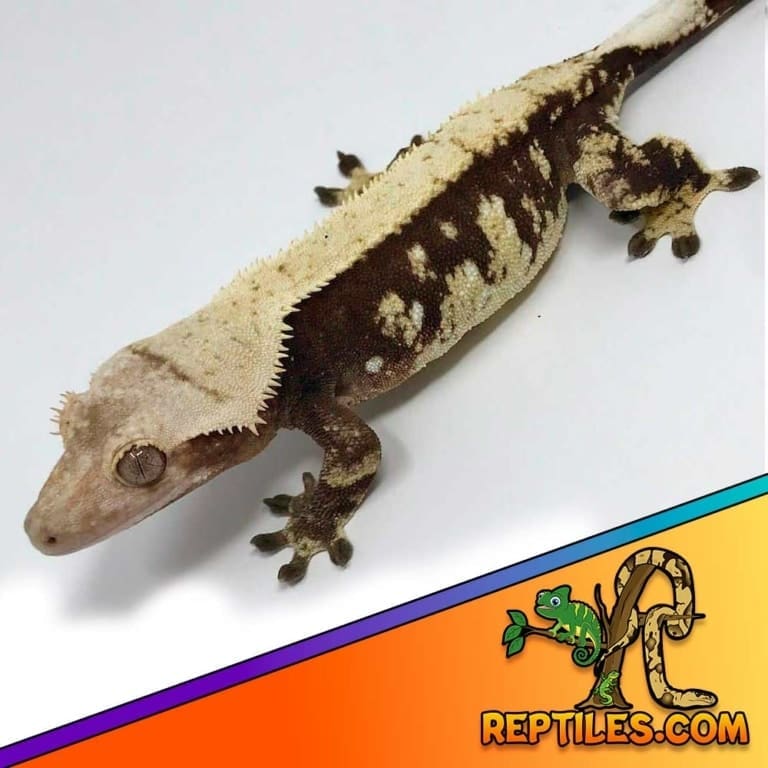 halloween crested gecko morphs for sale halloween crested geckos