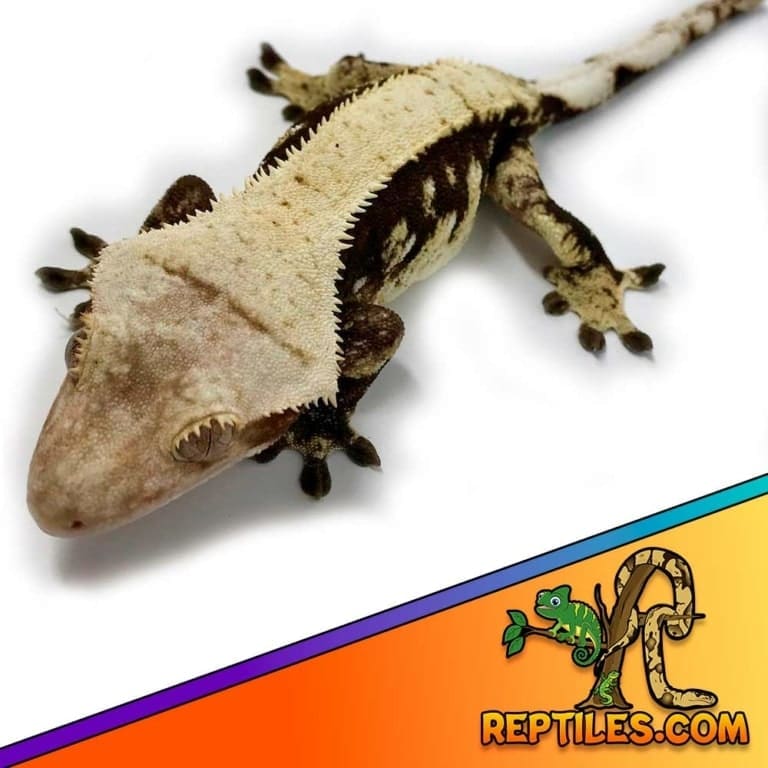 Chocolate Harlequin Crested geckos for sale | crested gecko morph