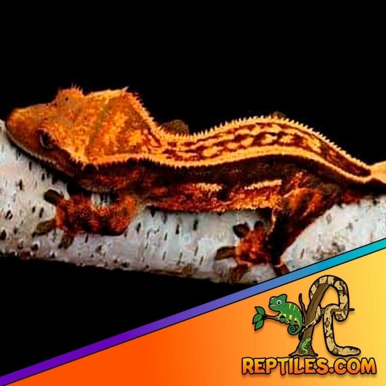 Orange Pinstripe crested gecko for sale | pinstripe crested geckos