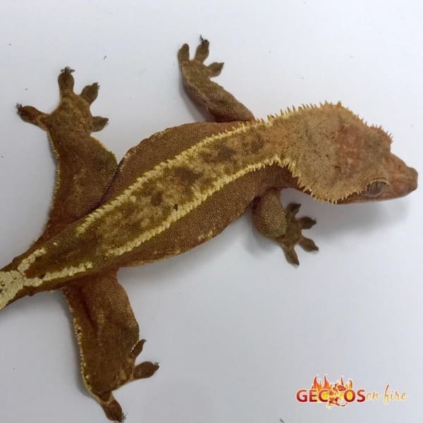 Orange Pinstripe Crested gecko | Leopard Geckos for sale | Crested ...