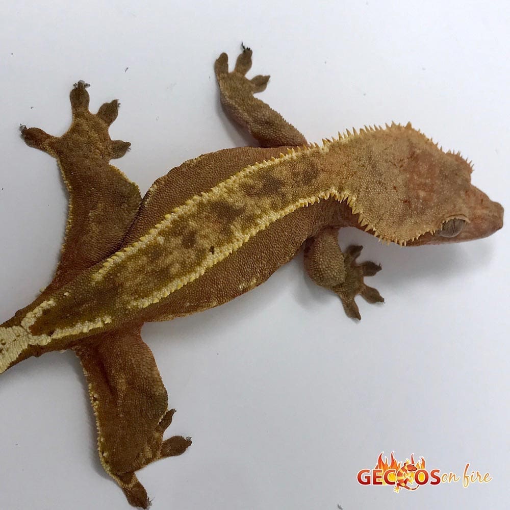 Pinstripe Crested gecko | Leopard Geckos for sale | Crested Gecko ...
