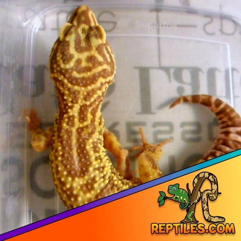 Chocolate Albino leopard gecko for sale | Chocolate albino geckos
