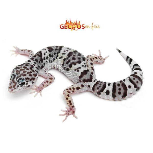 leopard gecko morphs Archives | Leopard Geckos for sale | Crested Gecko ...