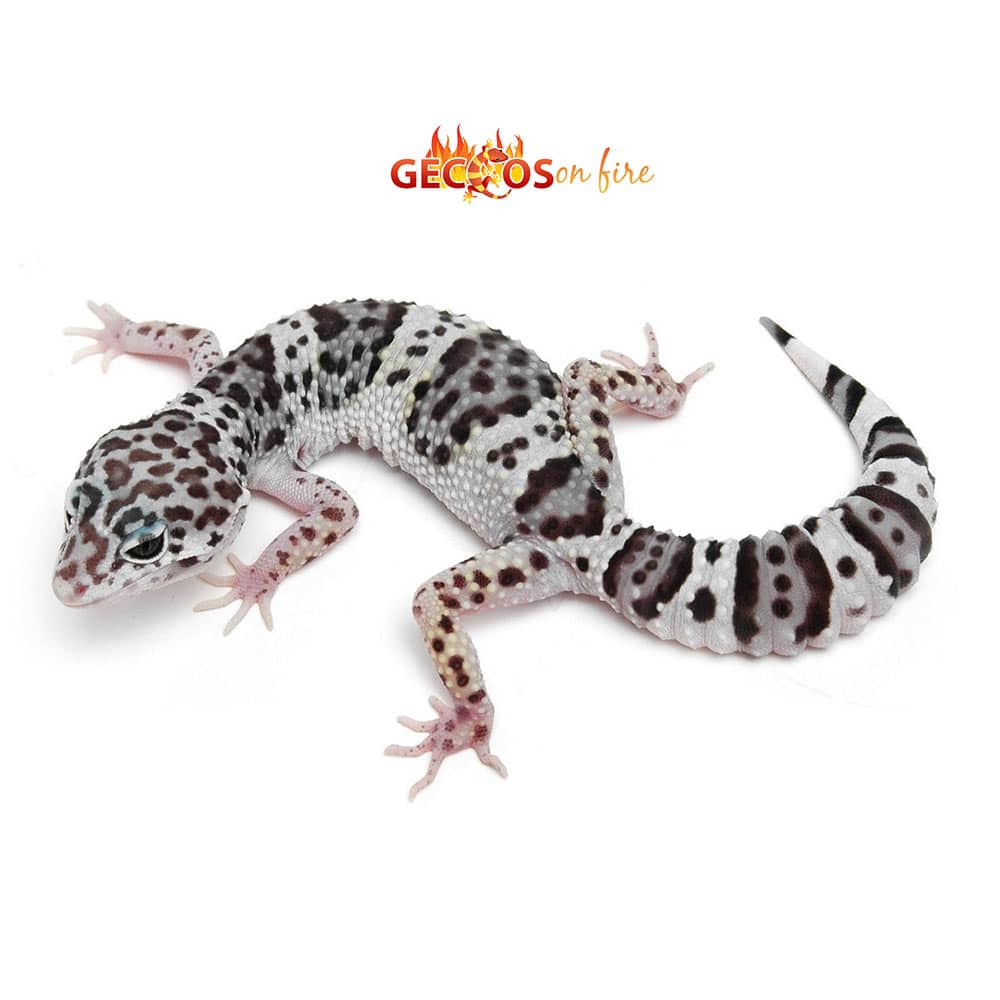 tug snow leopard gecko Archives | Leopard Geckos for sale | Crested ...