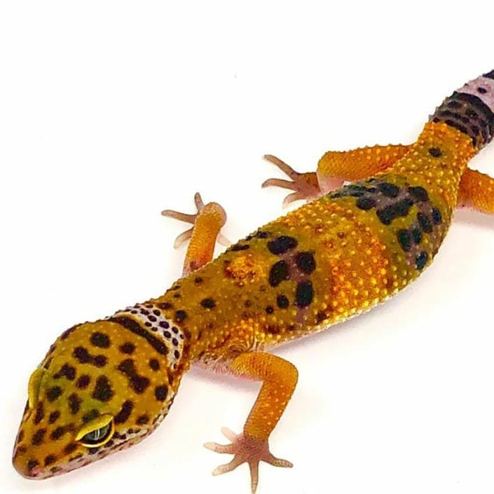 Blood purple head leopard gecko for sale | purple leopard geckos