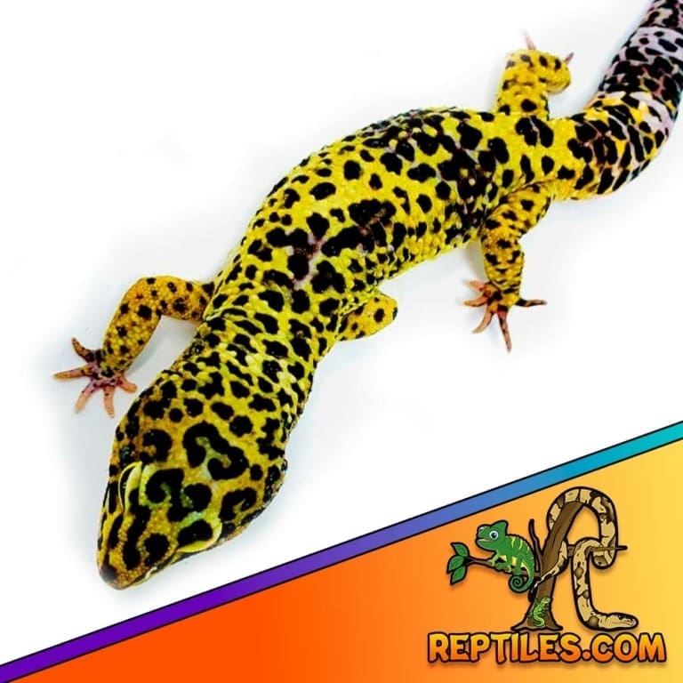 Leopard gecko morphs for sale | leopard gecko for sale online
