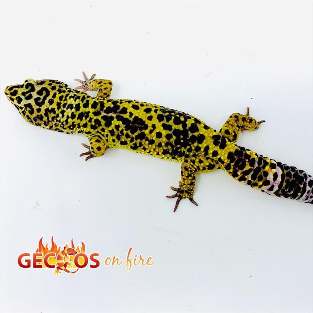 Bold Super Giant Leopard gecko | Leopard Geckos for sale | Crested ...
