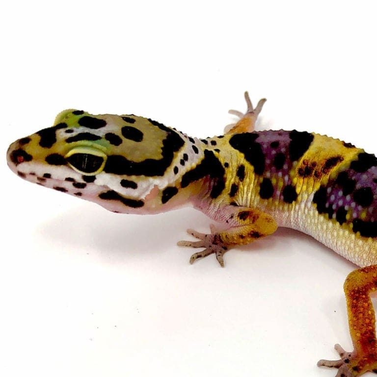 lavender bold bandit leopard gecko for sale | bold leopard geckos