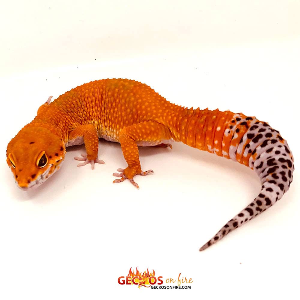 blood supergiant leopard gecko for sale | Leopard Geckos for sale ...