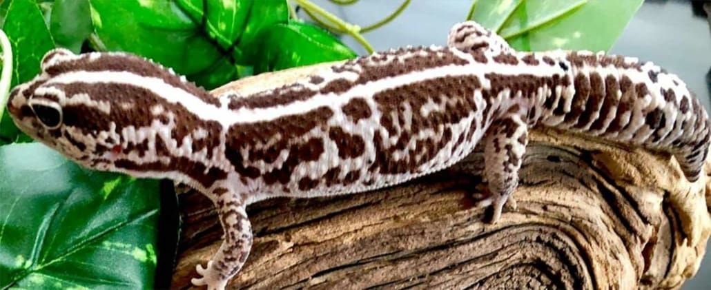African fat tailed gecko care sheet | fat tail gecko care guide