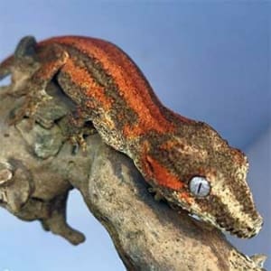 Gargoyle Gecko Temperature | Personality | Care | Setup | Feeding | diet