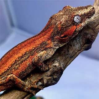 Gargoyle Gecko Care Sheet | Diet | Habitat | Terrarium | Setup | Breediing