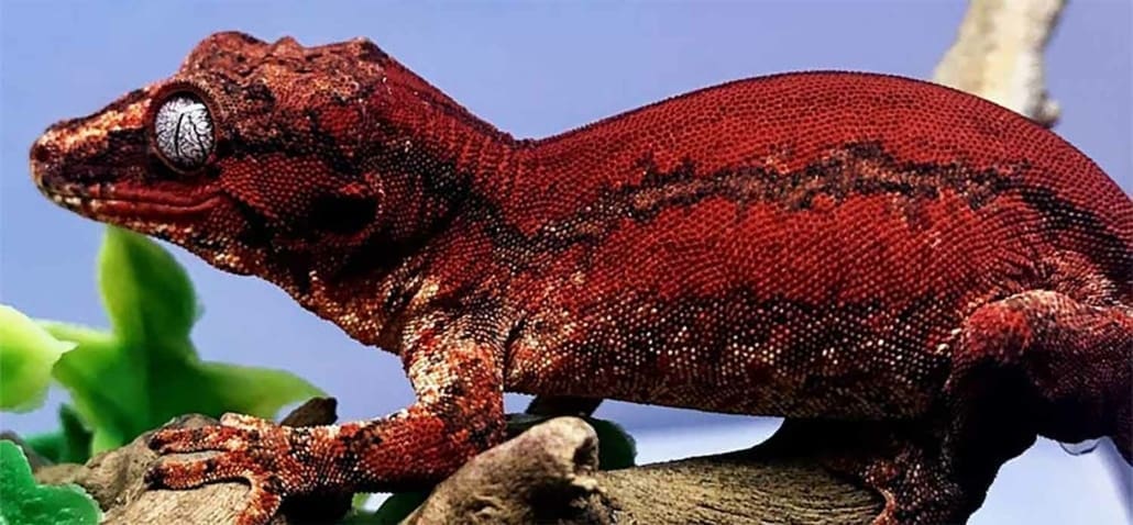 Gargoyle Gecko Handling | Gargoyle gecko temperament