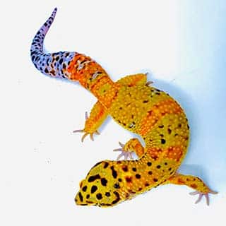 Leopard gecko morphs for sale | leopard gecko for sale online
