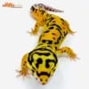 Leopard gecko morphs for sale | leopard gecko color morphs breeders
