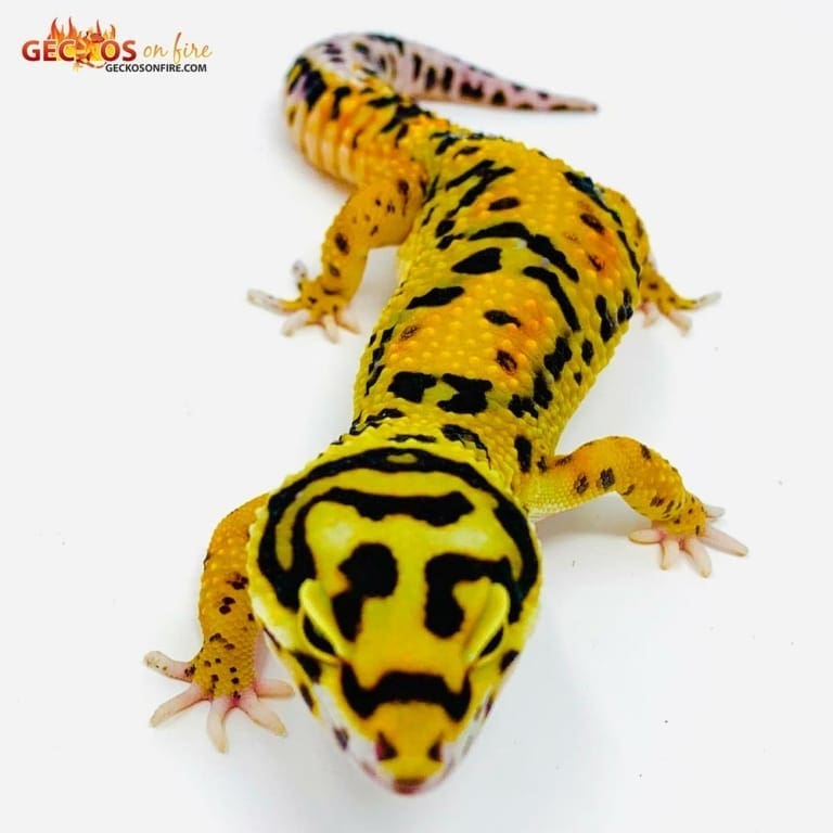 Leopard gecko morphs for sale | leopard gecko color morphs breeders