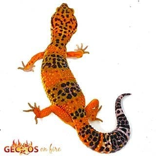 Leopard gecko breeders near me offering the best leopard geckos for sale