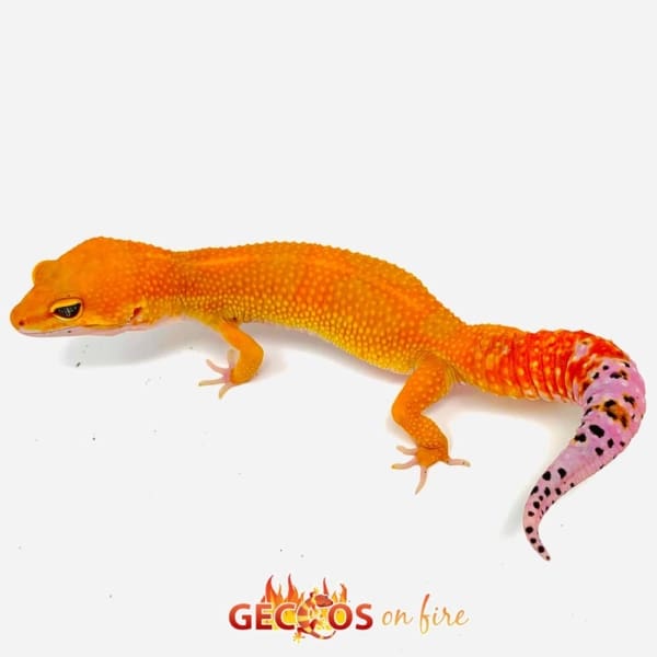 Leopard gecko morphs for sale | leopard gecko color morphs breeders