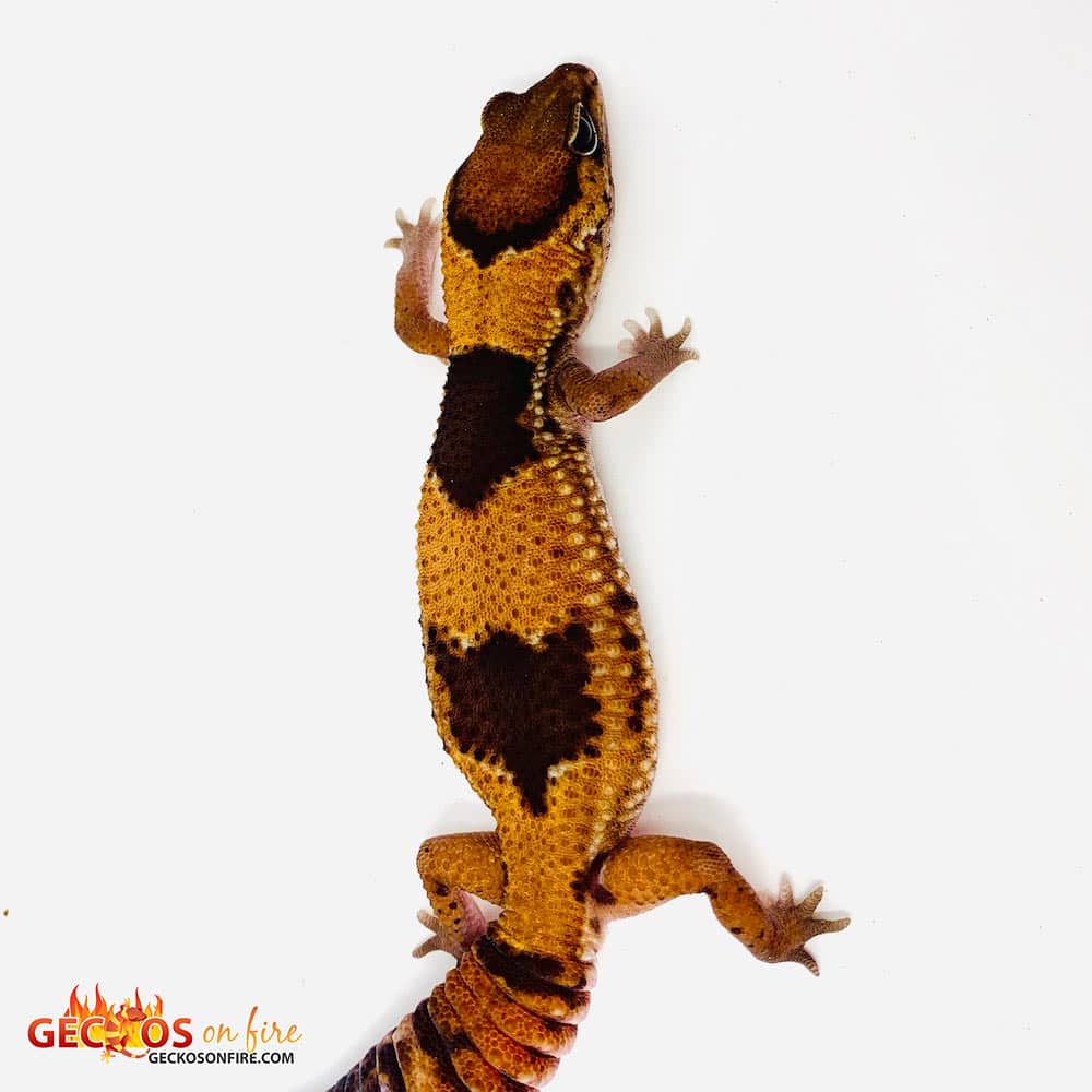 Caramel fat tailed gecko for sale | caramel African fat tail geckos for ...
