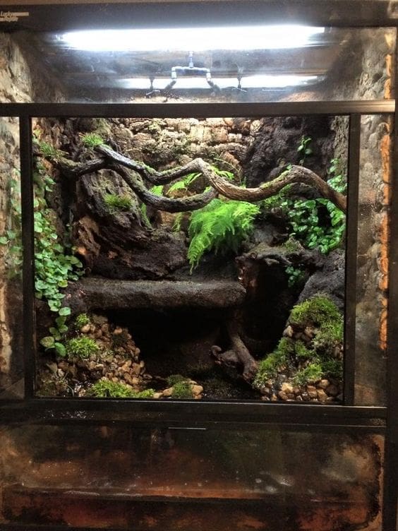 Crested Gecko Habitat Set up | Crested Gecko Terriaum Setup Enclosure
