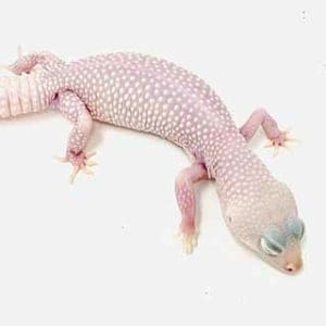 Leopard gecko diet feed my leopard gecko | leopard gecko feeding insects