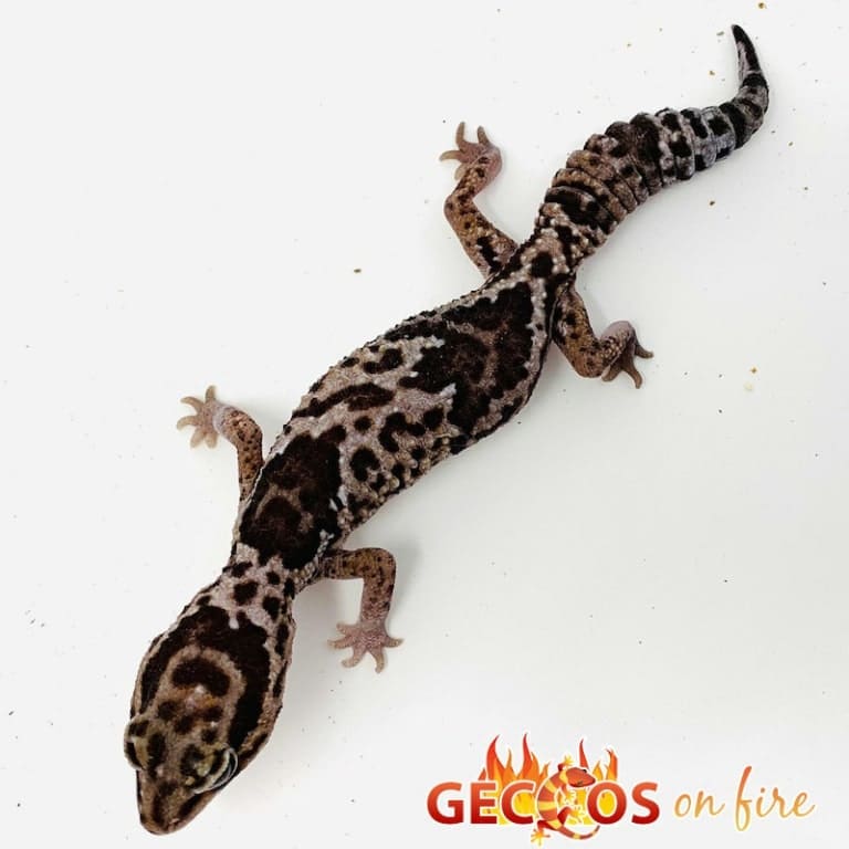 Whiteout fat tailed gecko for sale | white out fat tail geckos for sale ...