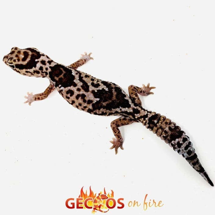 Whiteout fat tailed gecko for sale | white out fat tail geckos for sale ...