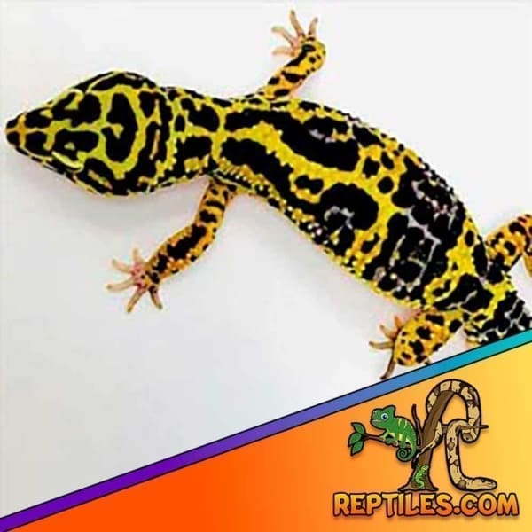 Bold leopard gecko for sale | baby bold leopard geckos for sale