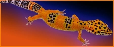 Leopard gecko morphs for sale | leopard gecko color morph sale