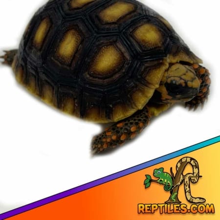 red footed tortoise care sheet | red foot tortoise care guide