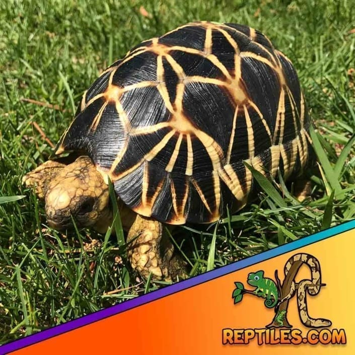 Burmese star tortoise lifespan Archives | Leopard Geckos for sale ...