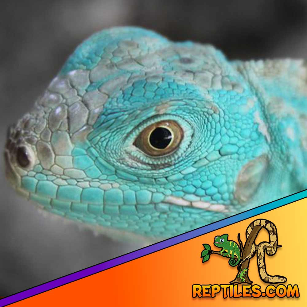 Aqua Blue Iguanas