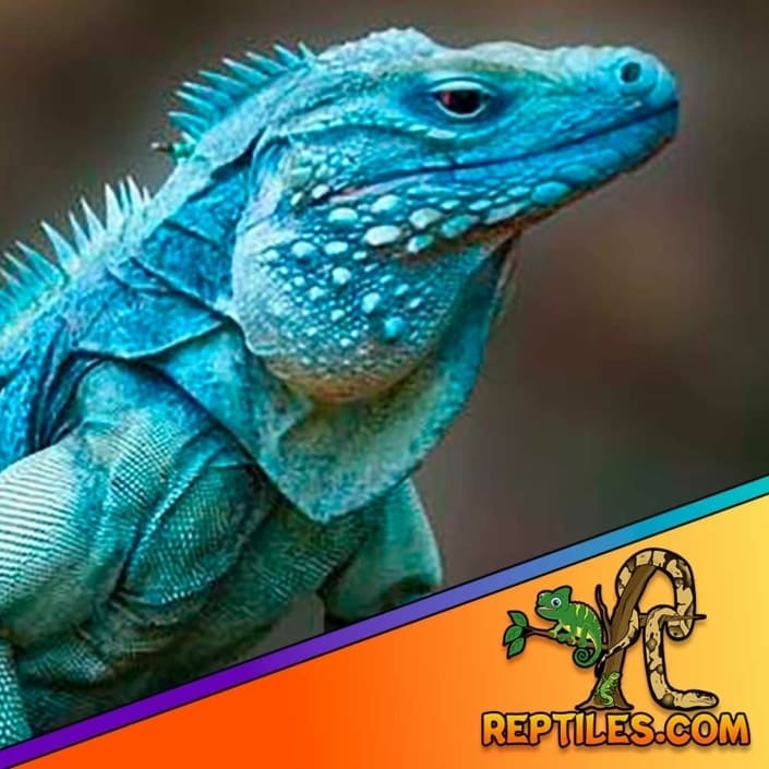 Blue Iguana for sale | baby blue iguanas for sale | best breeders