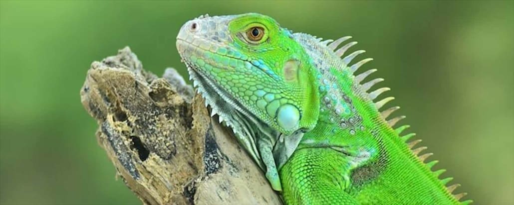 Green Iguana care sheet | green iguana habitat | diet | size lifespan