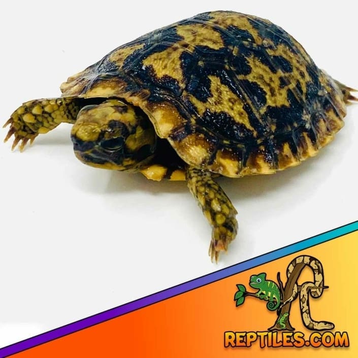 Tortoise for sale | baby tortoises for sale online at the best prices