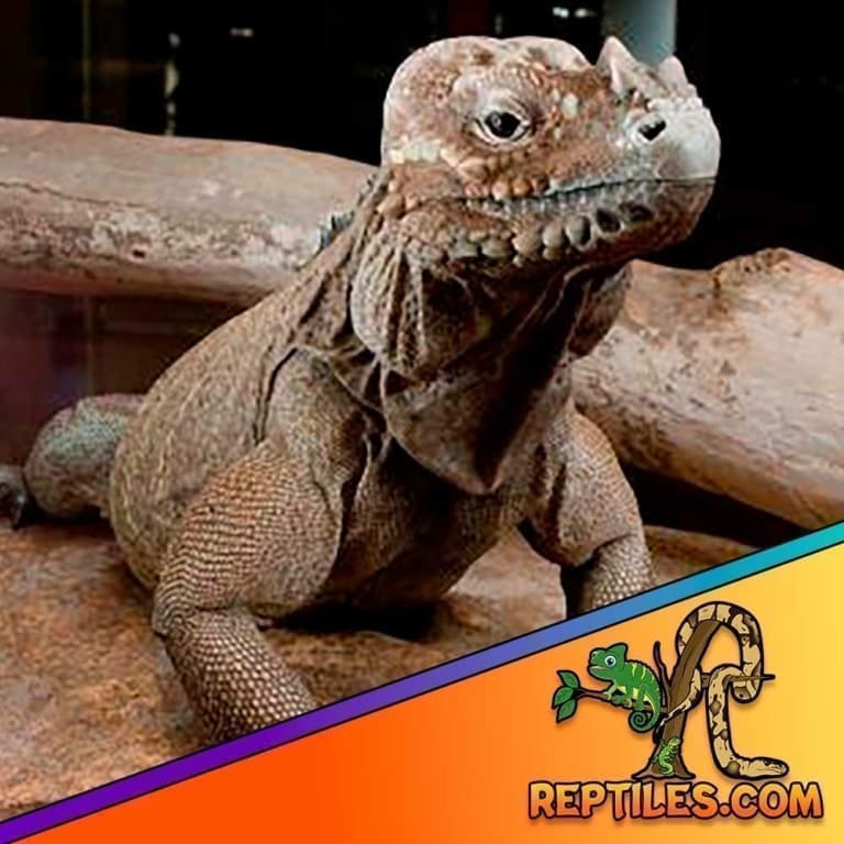 Rhino Iguana for sale | baby rhinoceros iguanas for sale | breeders