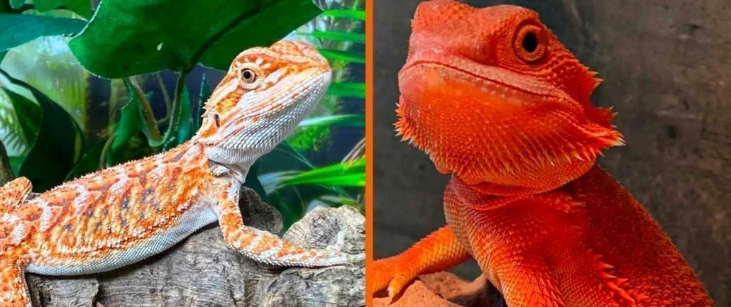 Bearded dragons for sale | baby bearded dragon for sale online