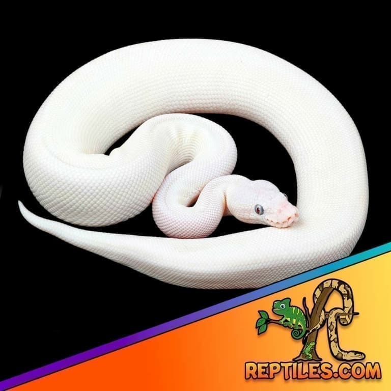 Blue eyed leucistic ball python for sale | Blue eye lucy for sale price