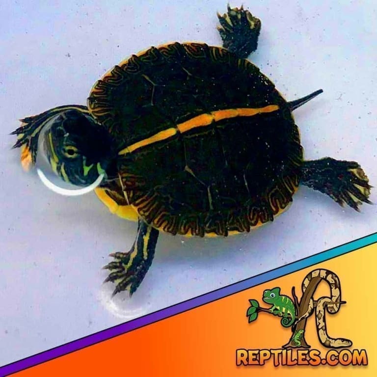 Real live turtles for sale | freshwater turtles for sale near me