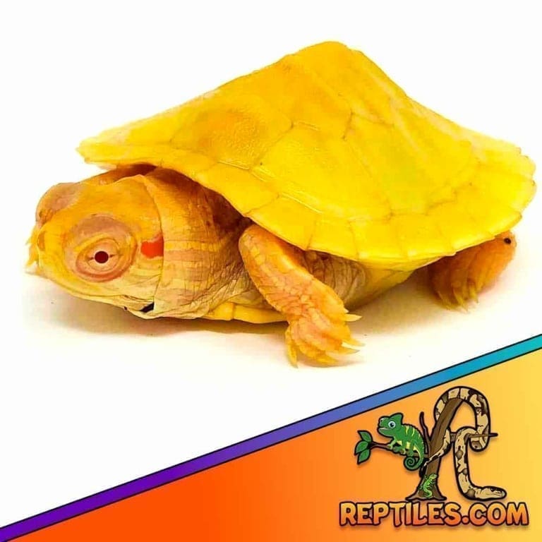 Real live turtles for sale | freshwater turtles for sale near me