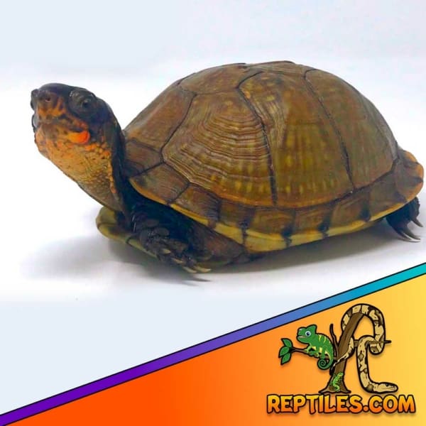 3 toed box turtle for sale | baby 3 toe box turtles for sale near me