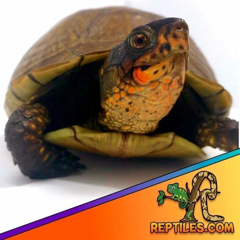 Box Turtles for sale | Eastern | 3 Toed | Ornate | Florida | Chinese