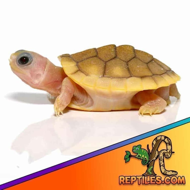 caramel albino slider turtle for sale | caramel albino slider turtles
